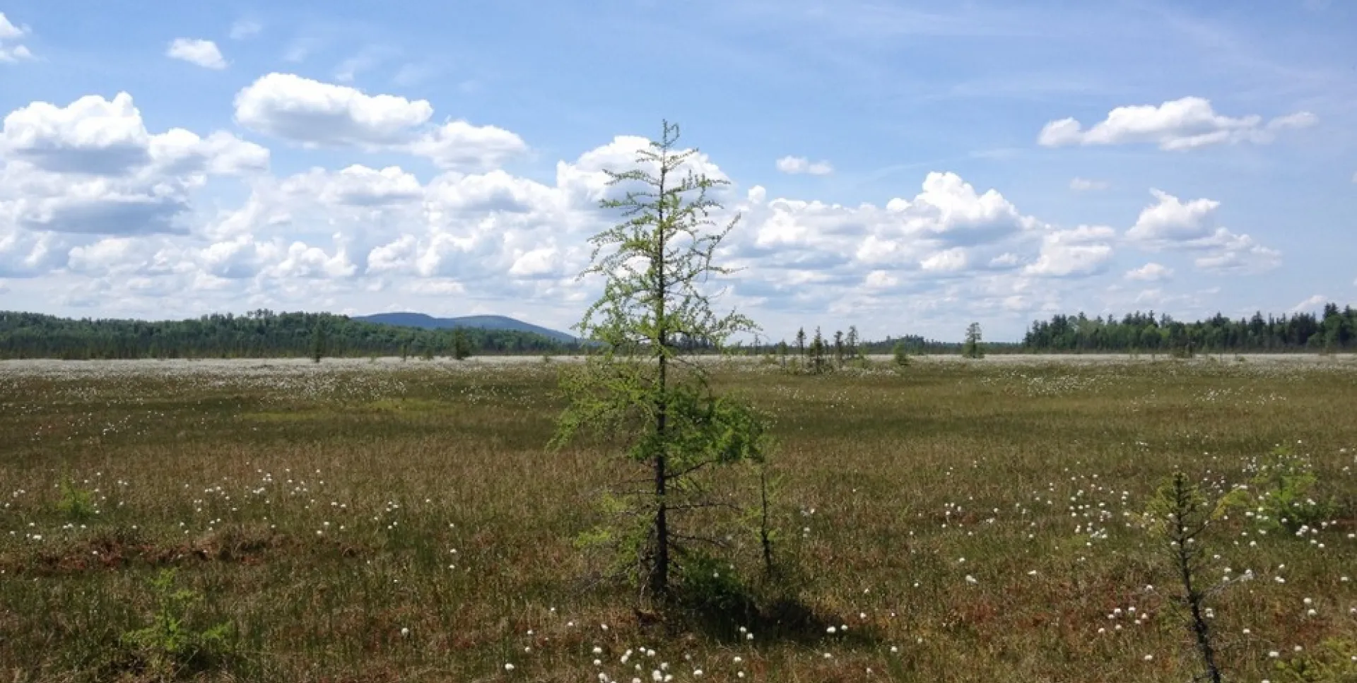 Spring Pond Bog Preserve | Tupper Lake