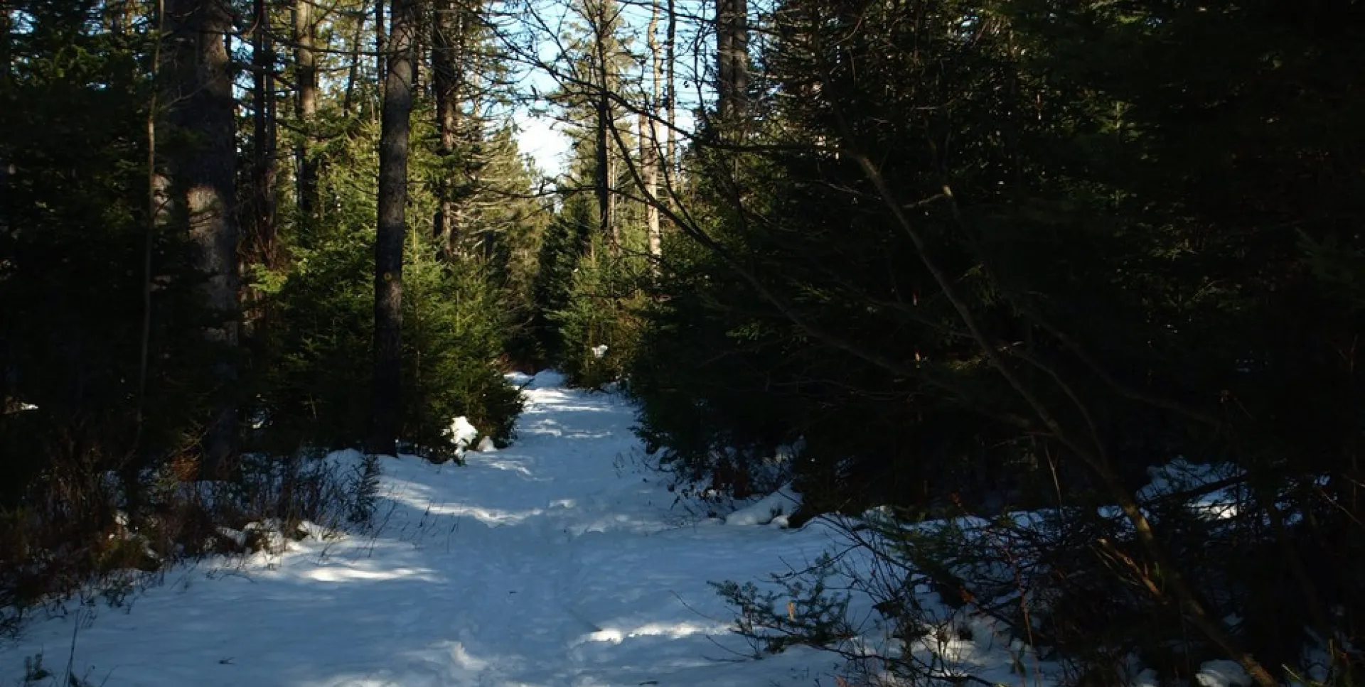 Trombley Clearing | Tupper Lake