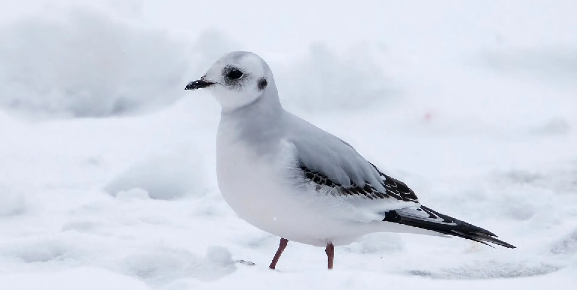 A Mega-Rare Bird From The Arctic Lands In Tupper Lake! | Tupper Lake
