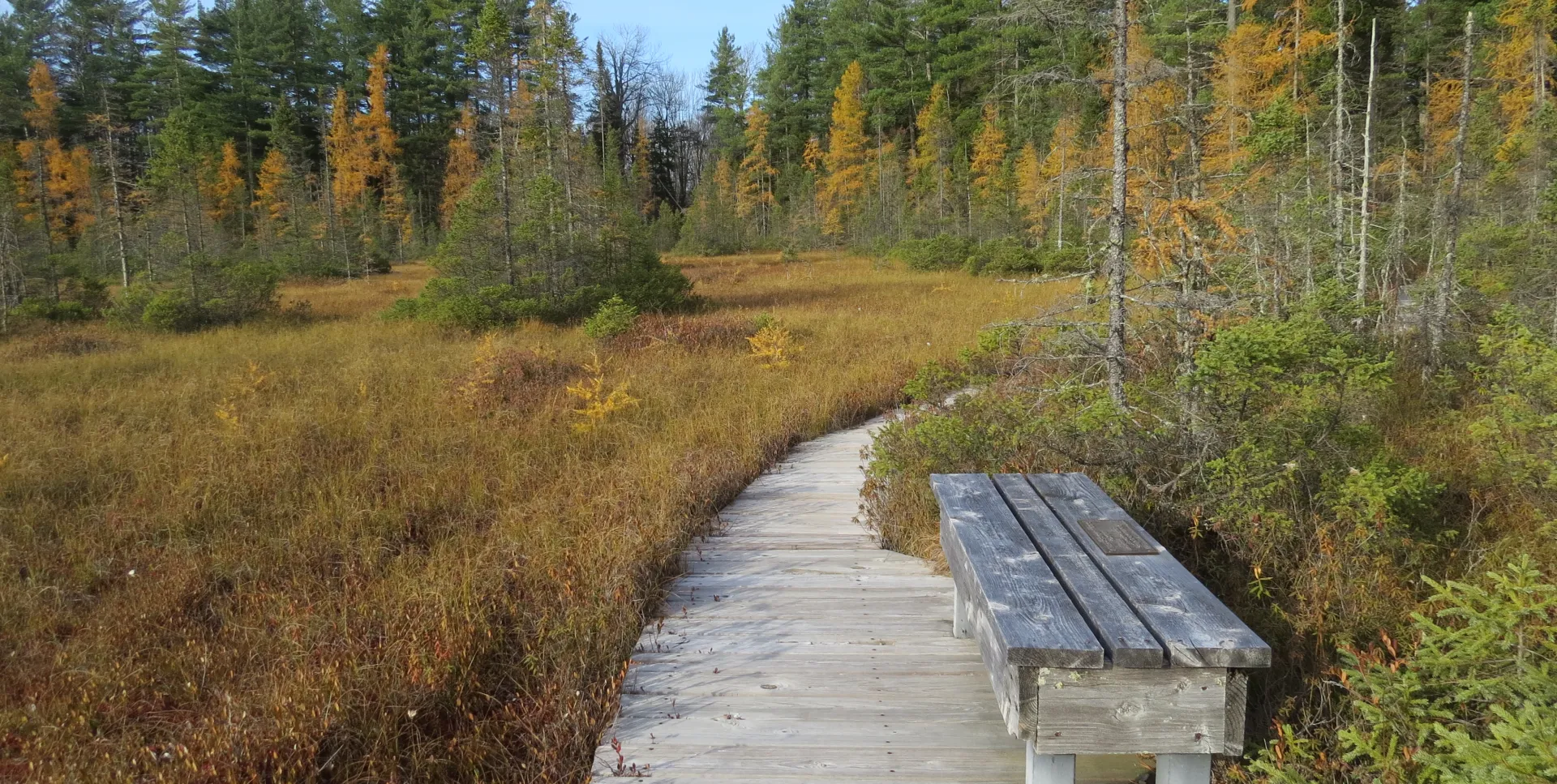 Spring Pond Bog | Tupper Lake